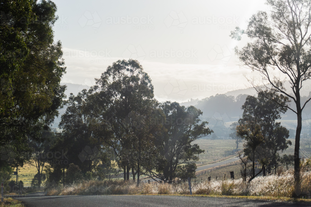 Image of Misty morning roadside scene on country drive - Austockphoto