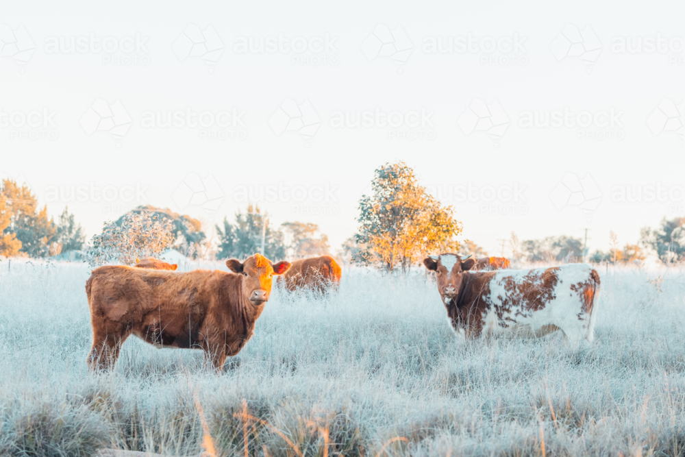 Image of Mixed breeds of cattle grazing in frost covered field on cold ...