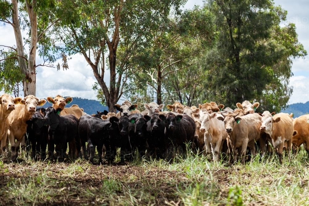 Image of Mixed heard of beef cattle in paddock - Austockphoto