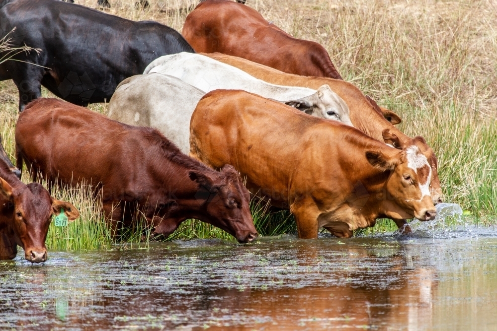 Image of Mixed mob of cattle drinking at a dam. - Austockphoto