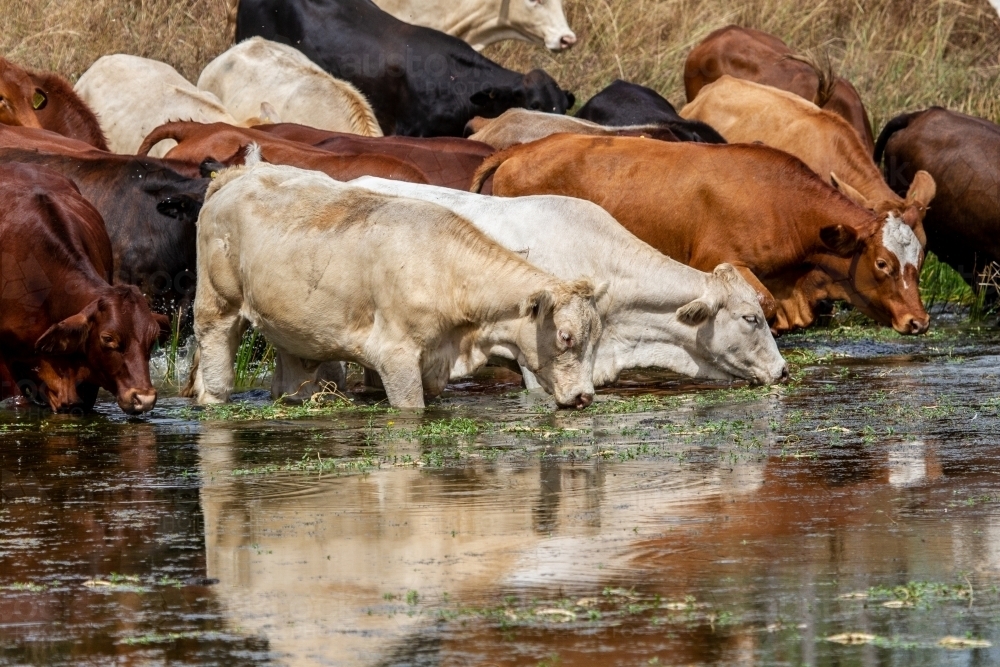 Image of Mixed mob of cattle drinking at a dam. - Austockphoto