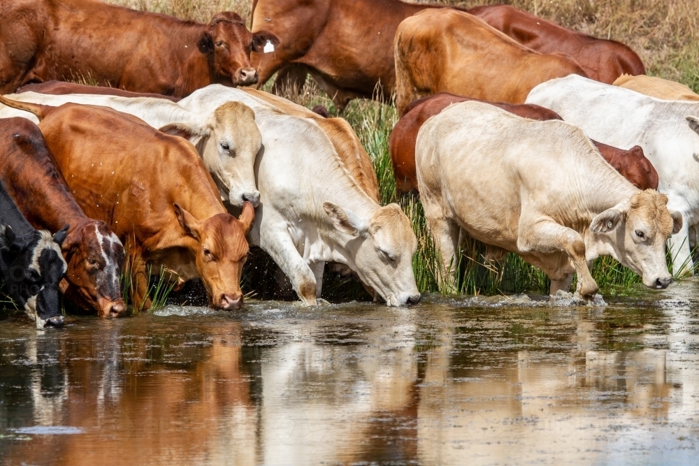 Image of Mixed mob of cattle drinking at a dam. - Austockphoto