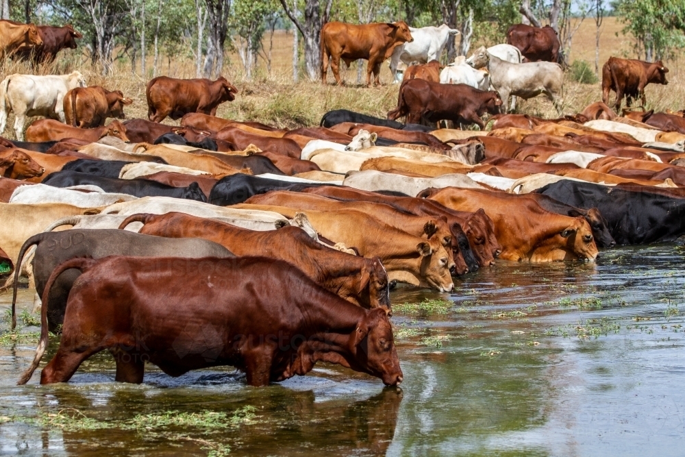 Image of Mixed mob of cattle drinking at a dam. - Austockphoto