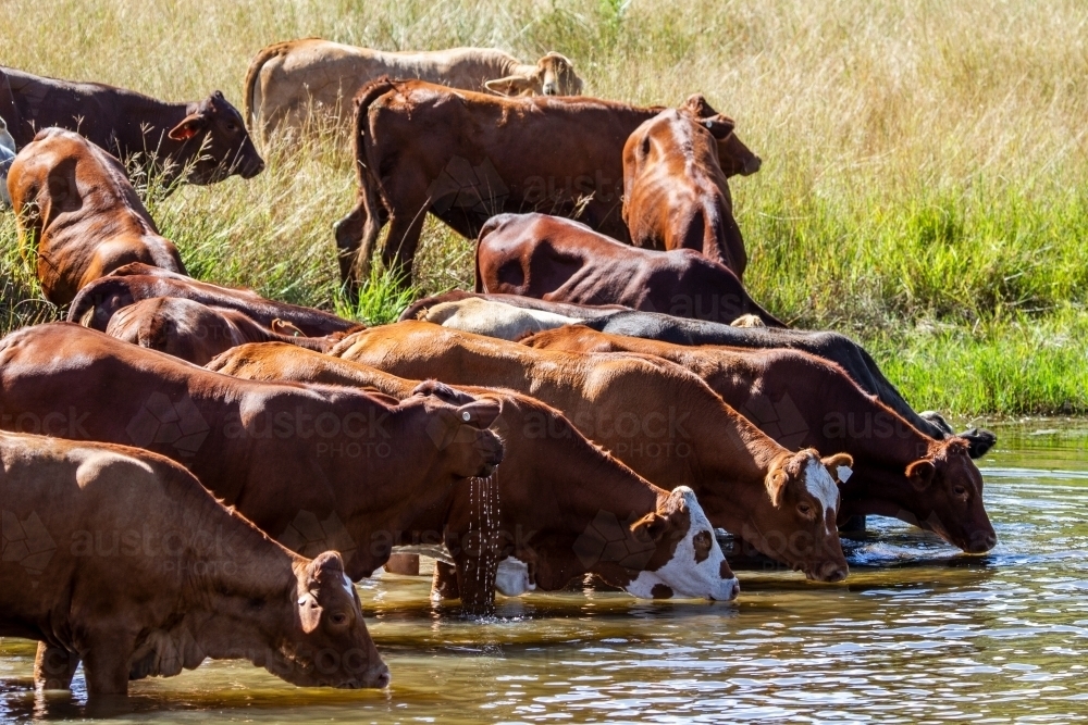 Image of Mixed mob of santa gertrudis cattle drinking at a dam ...