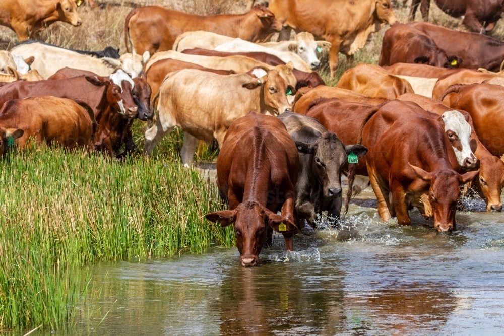 Image of Mixed mob of thirsty cattle drinking at a dam. - Austockphoto