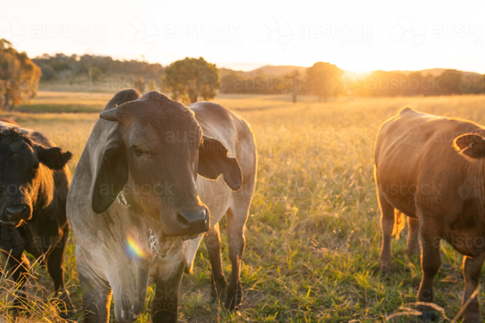 Image of Mixture of different cattle breeds standing together in field ...