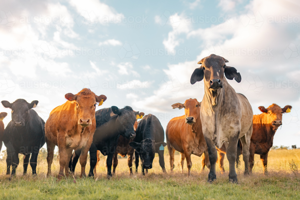 Image of Mixture of different cattle breeds standing together in field ...