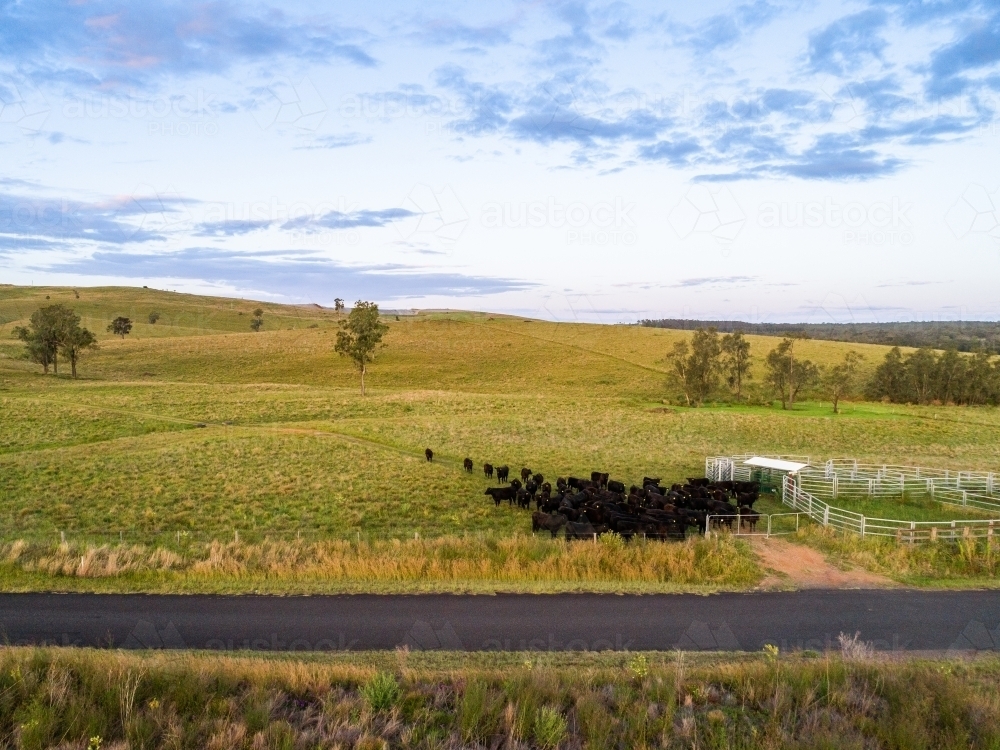 Image of Mob of black angus cattle near farm gate and stockyards ...