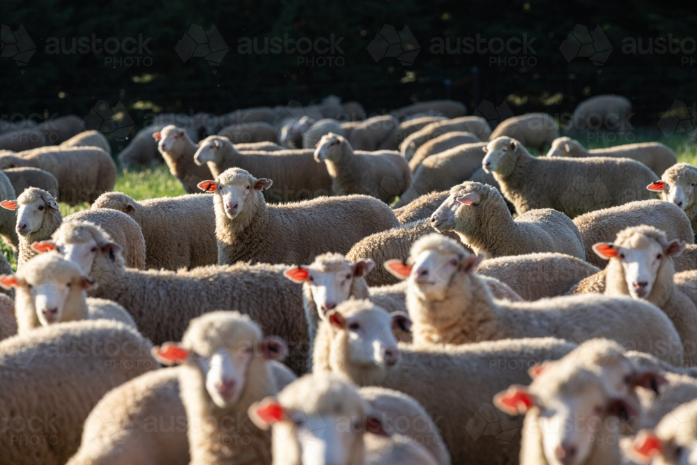 Image of Mob of crossbred lambs - Austockphoto