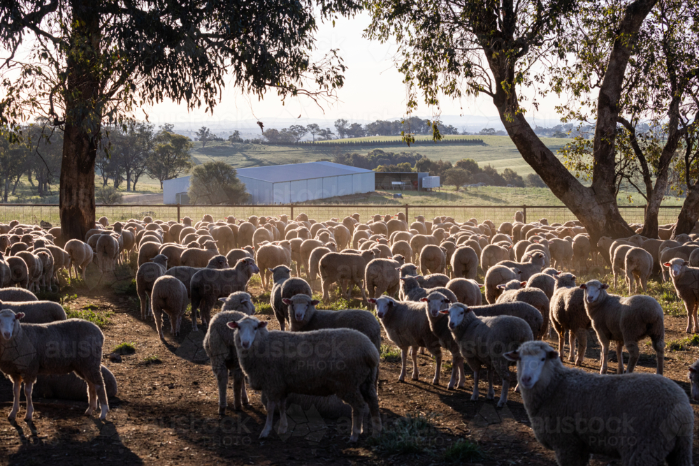 Image of Mob of crossbred lambs - Austockphoto