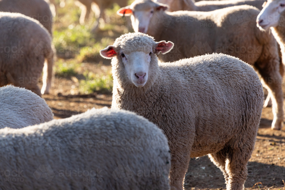 Image of Mob of crossbred lambs - Austockphoto