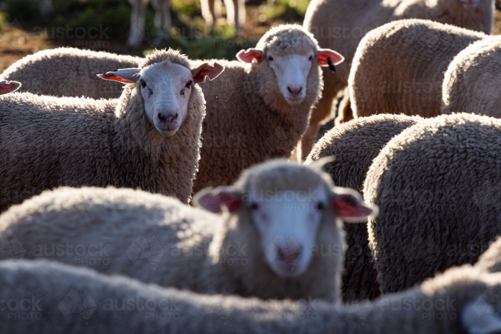 Image of Mob of crossbred lambs - Austockphoto
