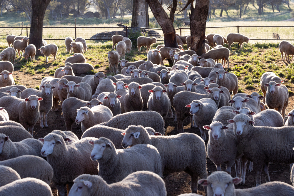 Image of Mob of crossbred lambs - Austockphoto