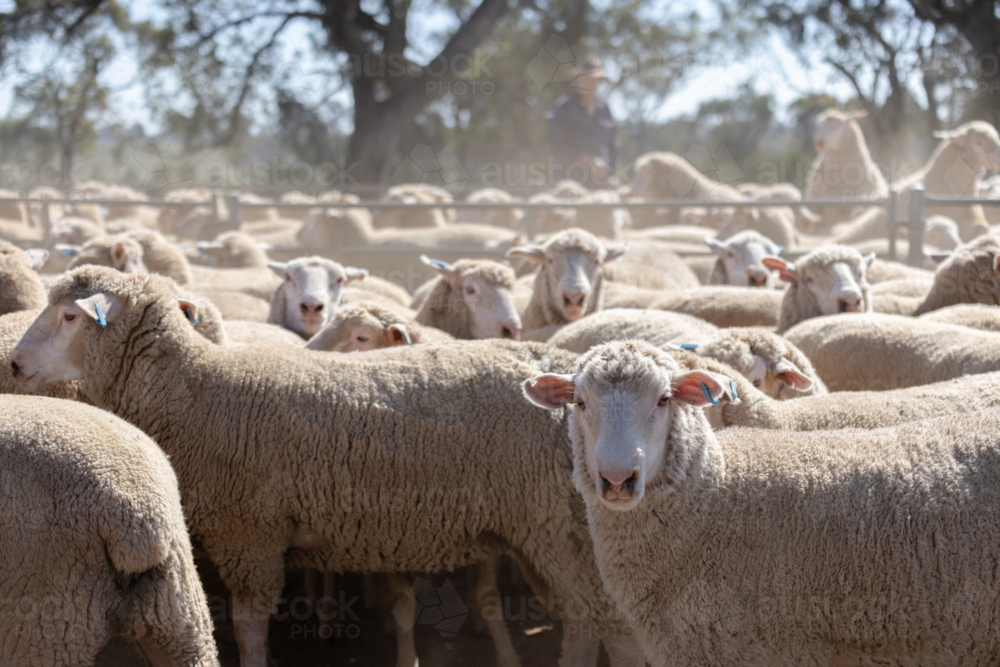 Image of Mob of crossbred lambs, facing the camera, in a dusty yard ...