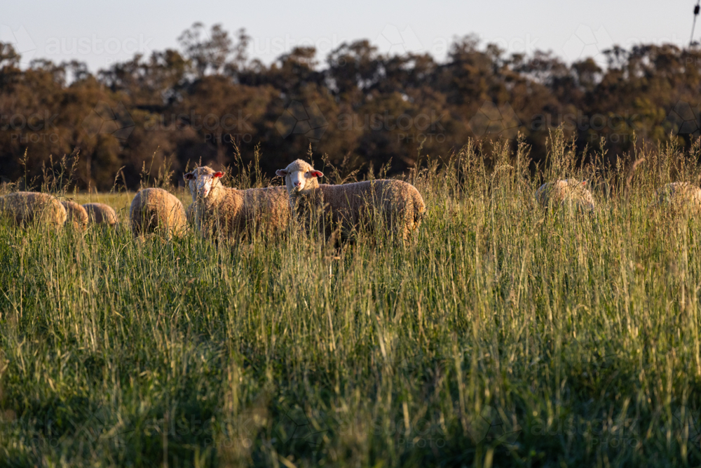 Image of Mob of crossbred lambs grazing on pasture at sunset - Austockphoto