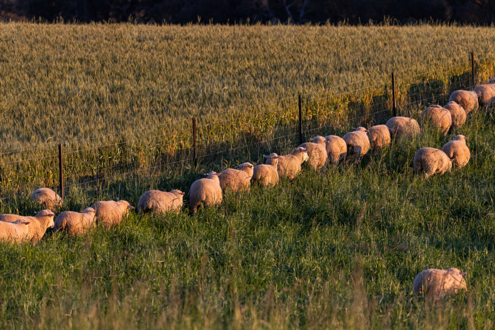 Image of Mob of crossbred lambs grazing on pasture at sunset - Austockphoto