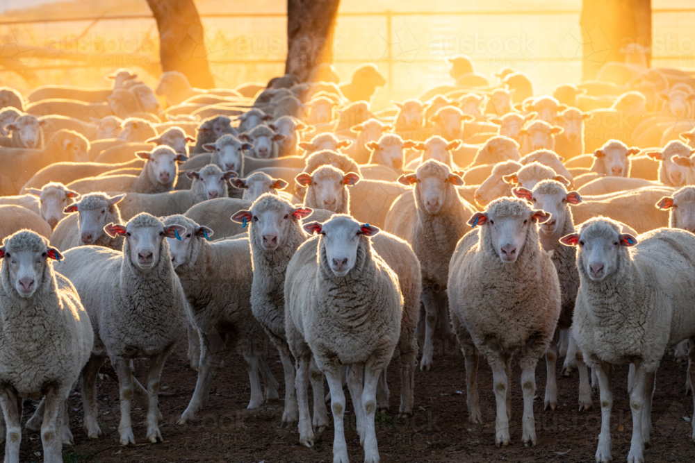 Image of Mob of crossbred lambs in a dusty pen at sunset - Austockphoto