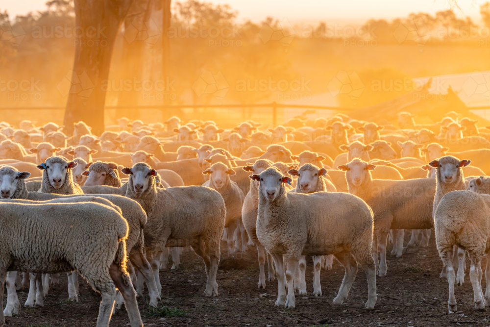 Image of Mob of crossbred lambs in a dusty pen at sunset - Austockphoto