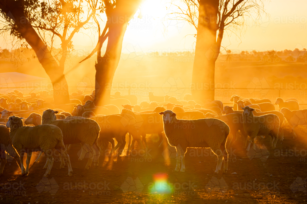 Image of Mob of crossbred lambs in a dusty pen at sunset - Austockphoto