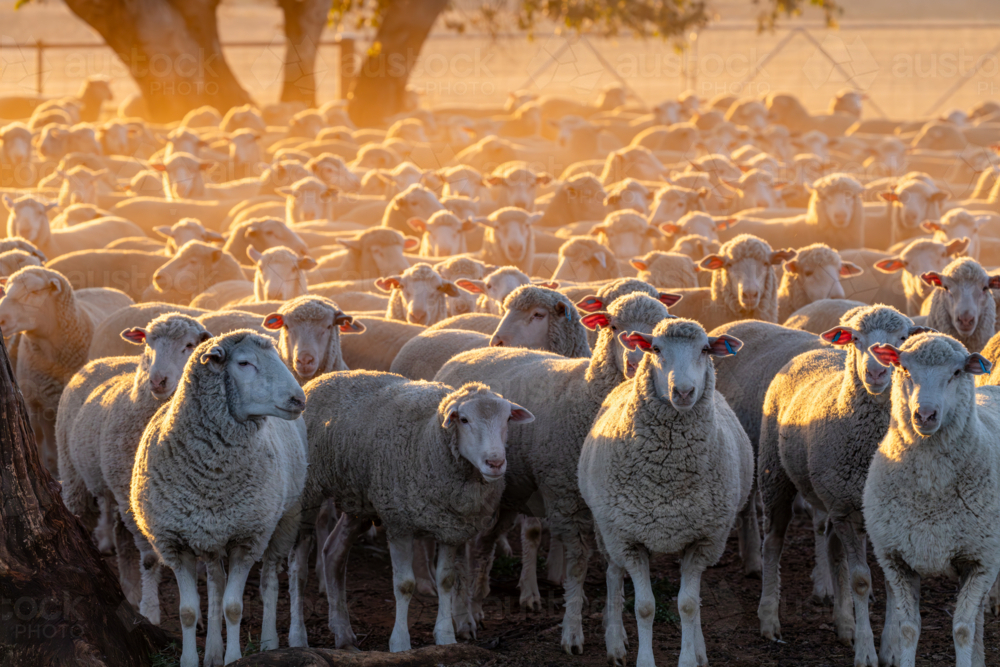 Image of Mob of crossbred lambs in a dusty pen at sunset - Austockphoto