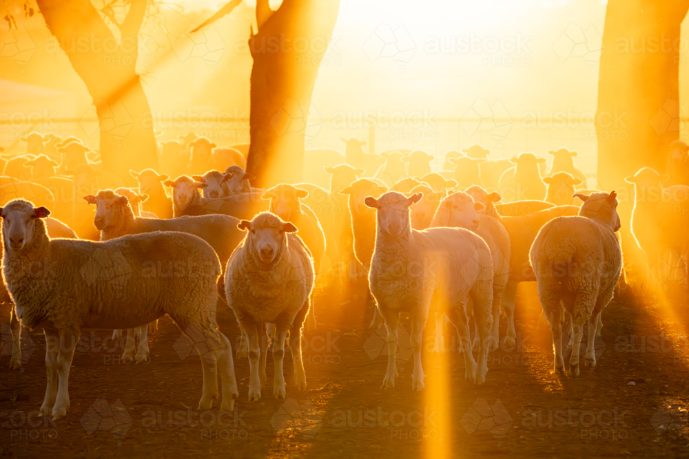 Image of Mob of crossbred lambs in a dusty pen at sunset - Austockphoto