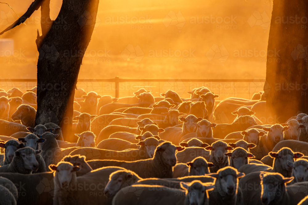 Image of Mob of crossbred lambs in a dusty pen at sunset - Austockphoto