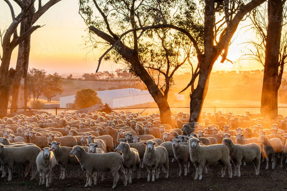 Image of Mob of crossbred lambs in a dusty pen at sunset - Austockphoto