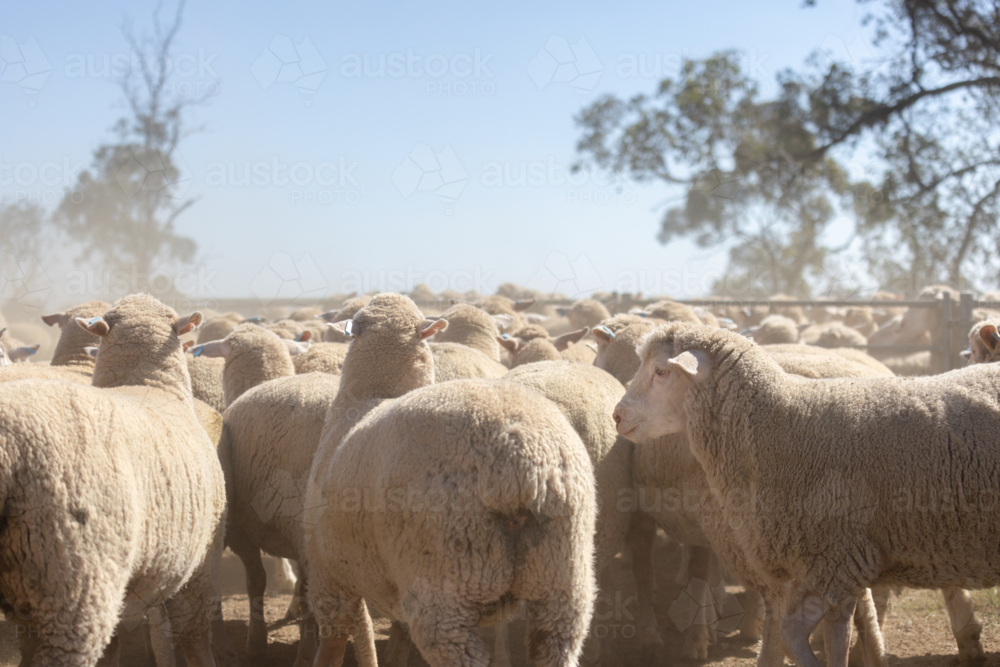 Image of Mob of crossbred lambs in a dusty yard - Austockphoto