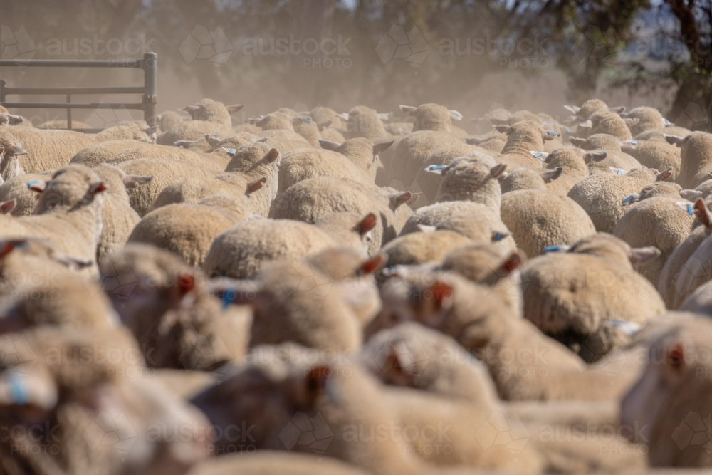 Image of Mob of crossbred lambs in a dusty yard - Austockphoto