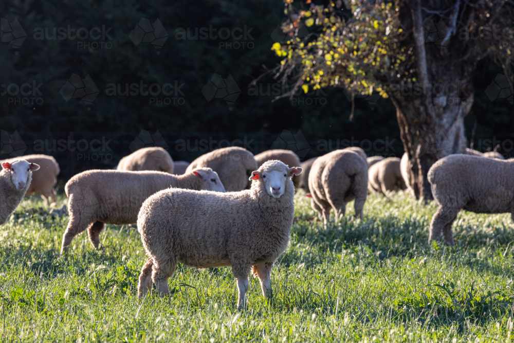 Image of Mob of crossbred lambs looking front on at sunset - Austockphoto