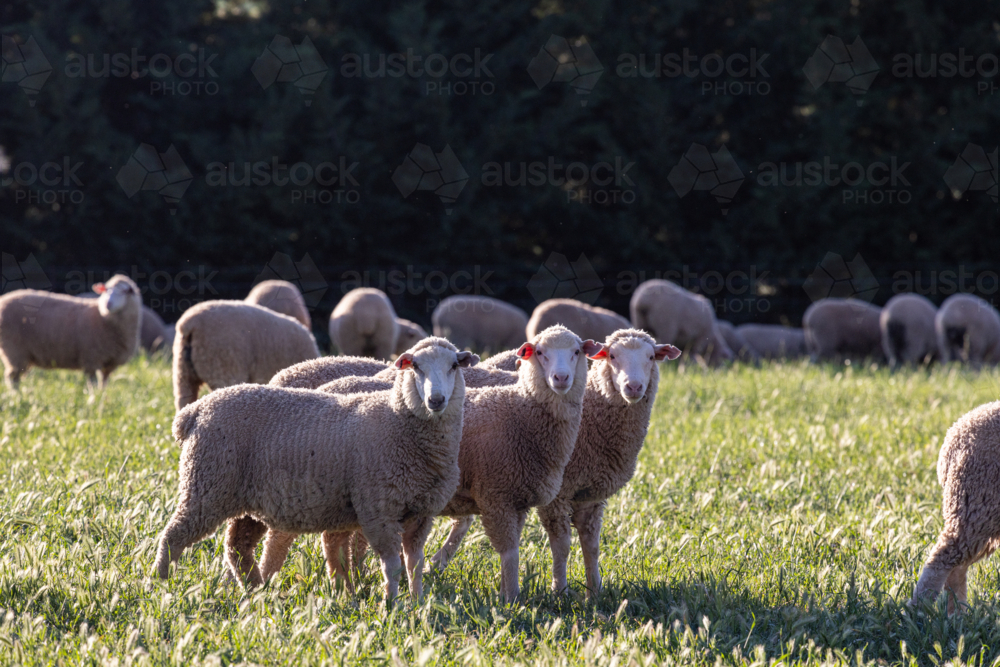 Image of Mob of crossbred lambs looking front on at sunset - Austockphoto
