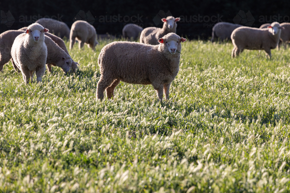 Image of Mob of crossbred lambs looking front on at sunset - Austockphoto