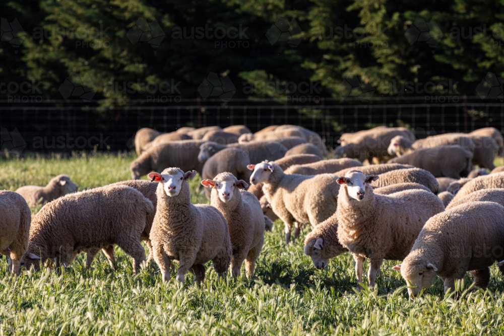 Image of Mob of crossbred lambs looking front on at sunset - Austockphoto
