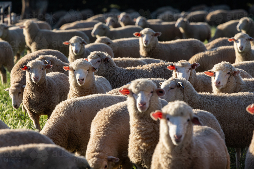 Image of Mob of crossbred lambs looking front on at sunset - Austockphoto