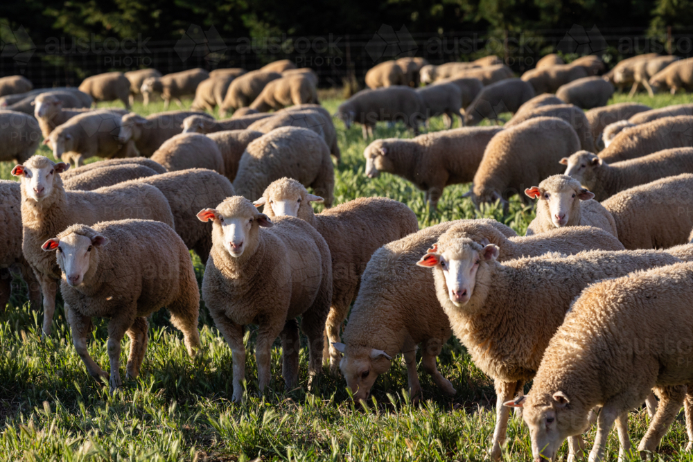Image of Mob of crossbred lambs looking front on at sunset - Austockphoto