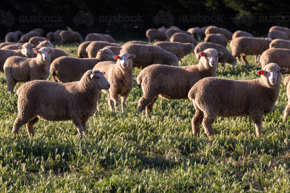 Image of Mob of crossbred lambs looking front on at sunset - Austockphoto