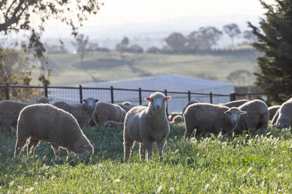 Image of Mob of crossbred lambs looking front on - Austockphoto