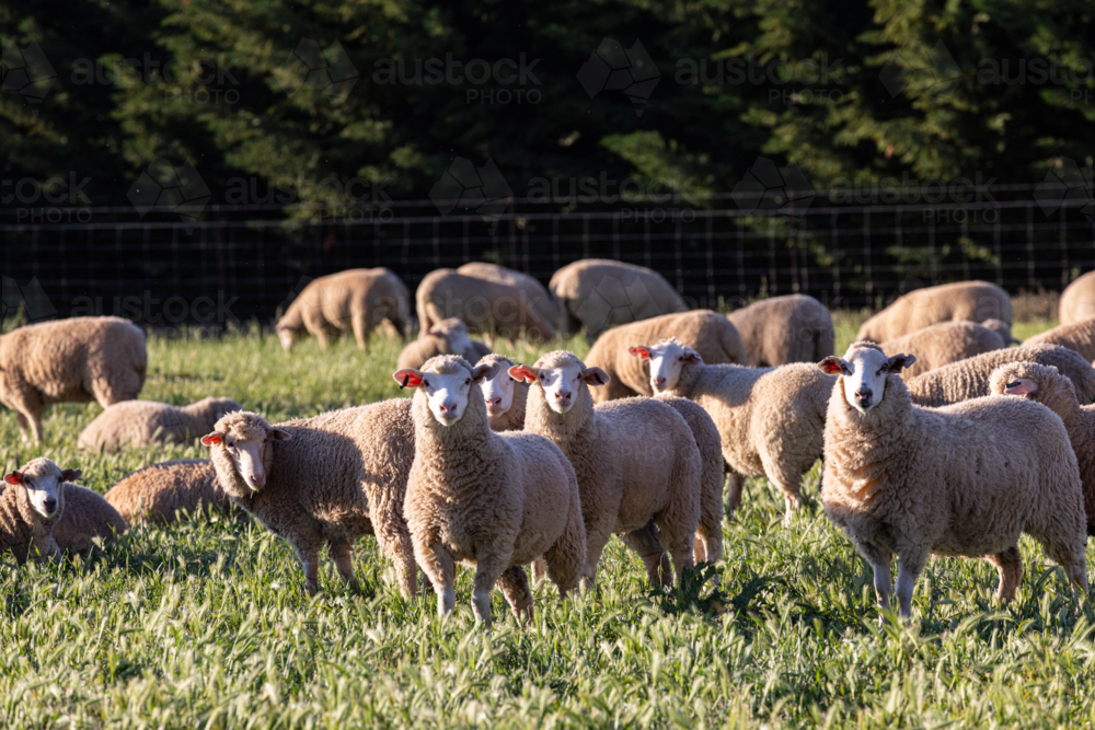Image of Mob of crossbred lambs looking front on - Austockphoto
