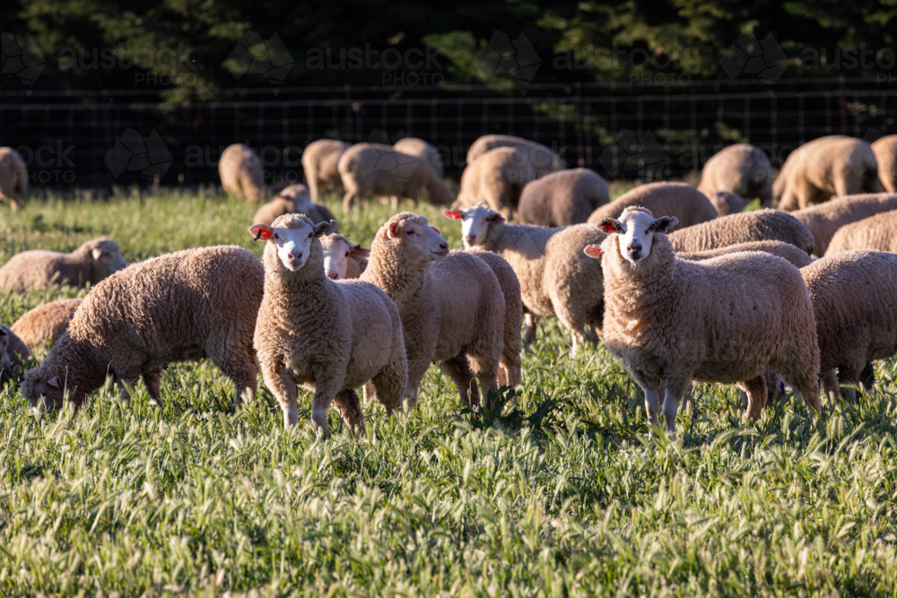 Image of Mob of crossbred lambs looking front on - Austockphoto