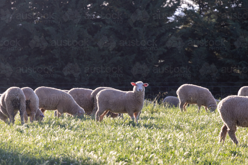 Image of Mob of crossbred lambs looking front on - Austockphoto