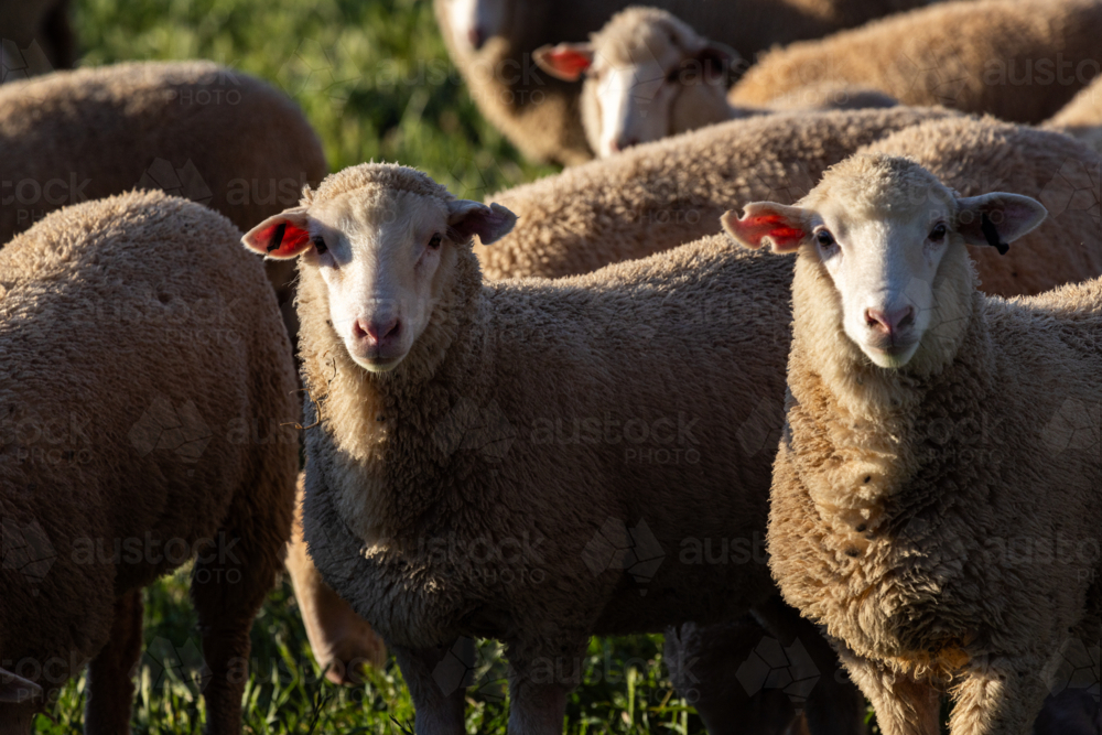 Image of Mob of crossbred lambs looking front on - Austockphoto