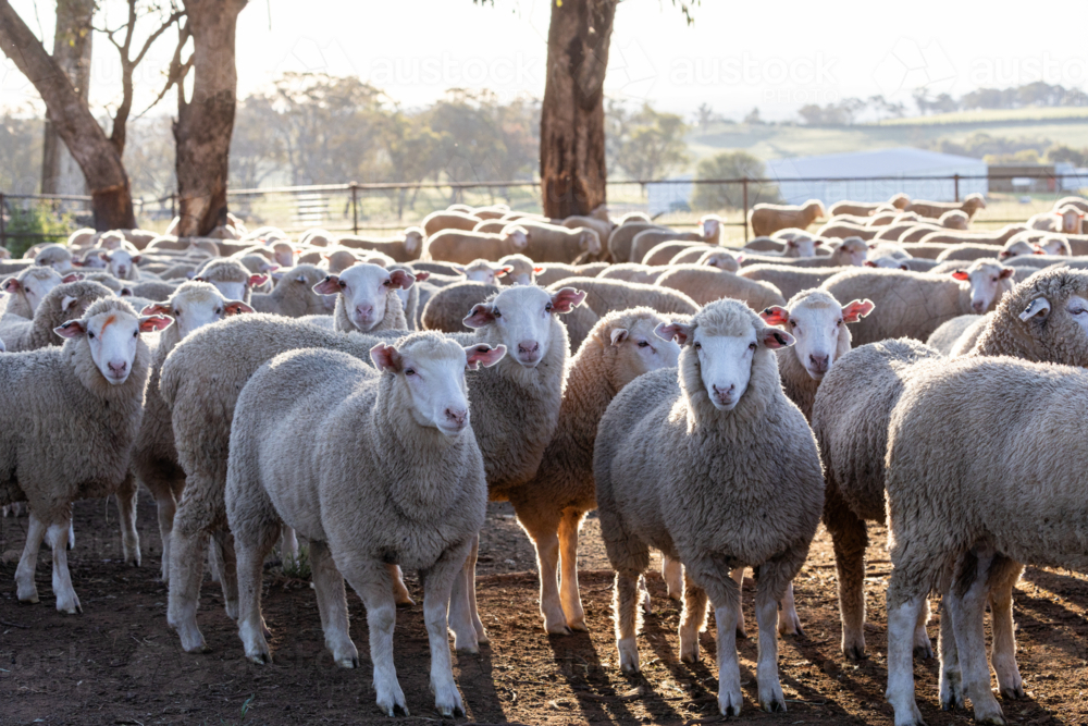 Image of Mob of crossbred lambs looking front on - Austockphoto