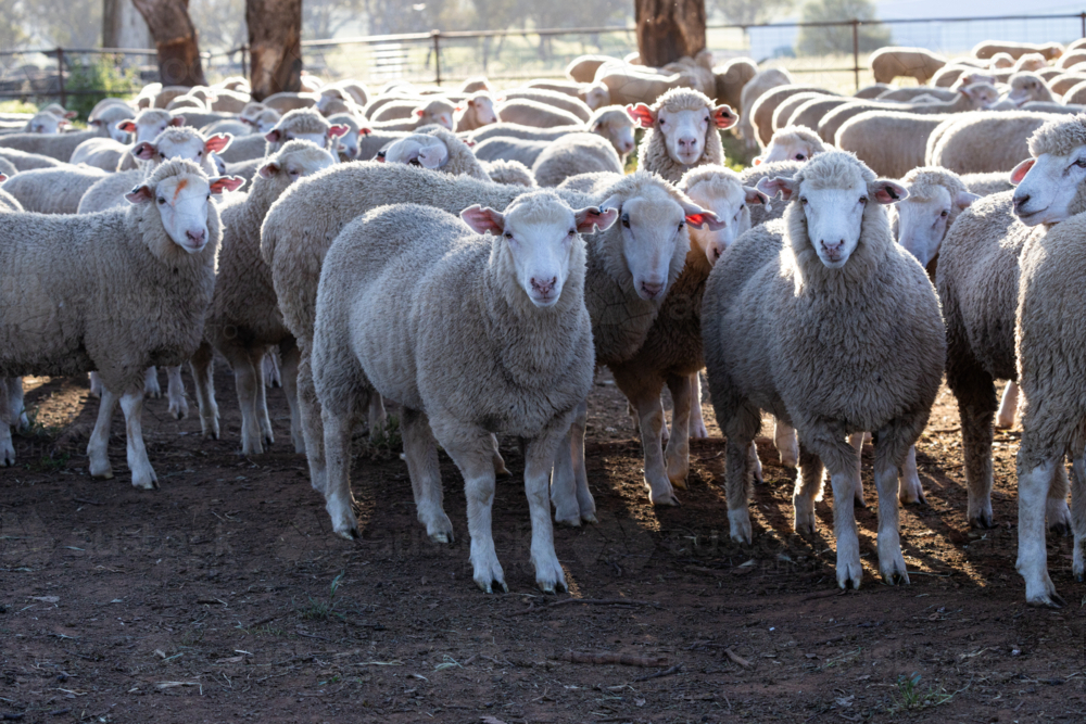 Image of Mob of crossbred lambs looking front on - Austockphoto