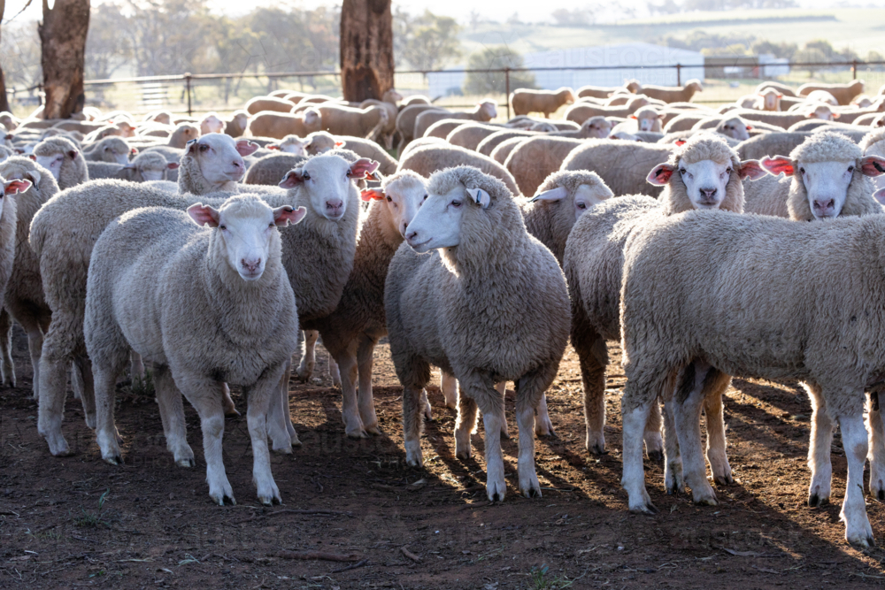 Image of Mob of crossbred lambs looking front on - Austockphoto