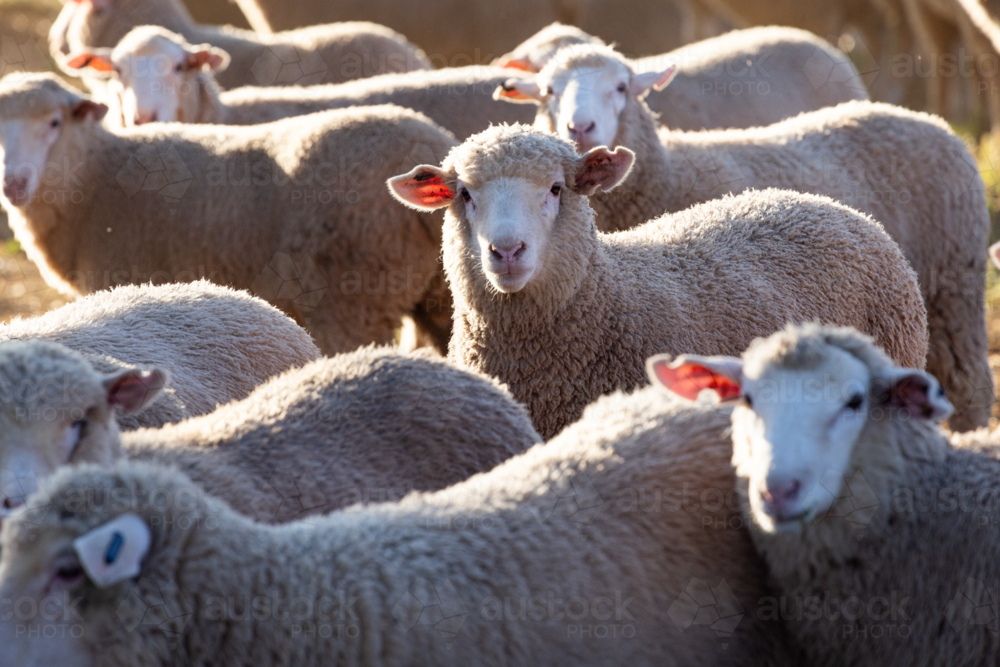 Image of Mob of crossbred lambs looking front on - Austockphoto