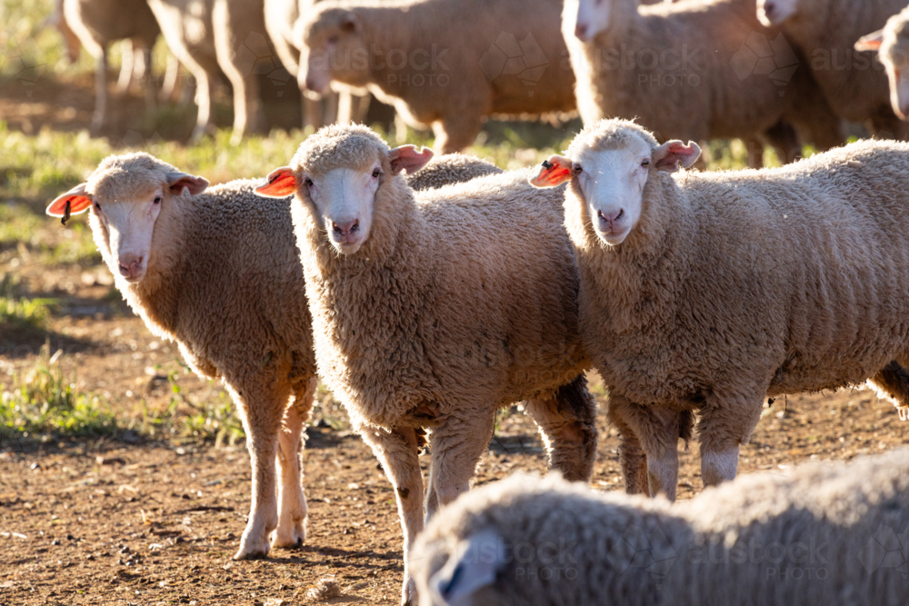 Image of Mob of crossbred lambs looking front on - Austockphoto