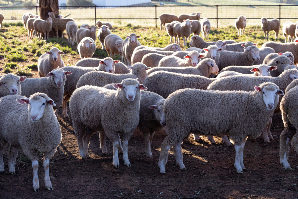 Image of Mob of crossbred lambs looking front on - Austockphoto