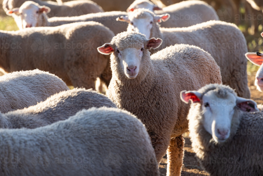 Image of Mob of crossbred lambs looking front on - Austockphoto