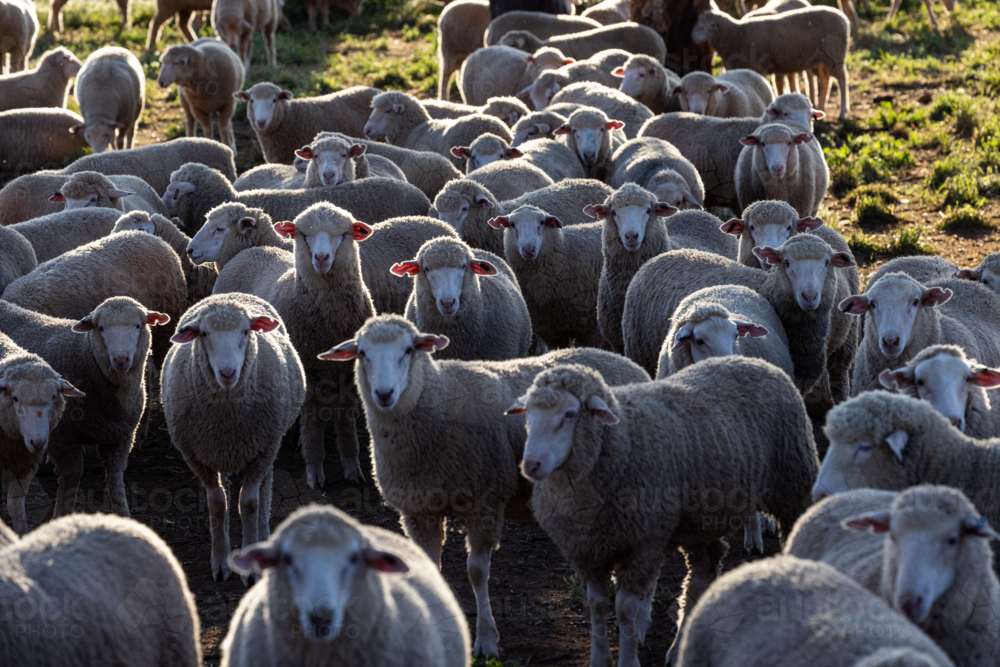 Image of Mob of crossbred lambs looking front on - Austockphoto