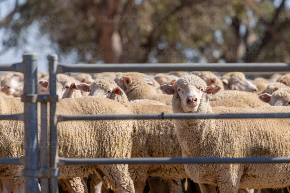 Image of Mob of crossbred lambs looking through a fence in a yard ...